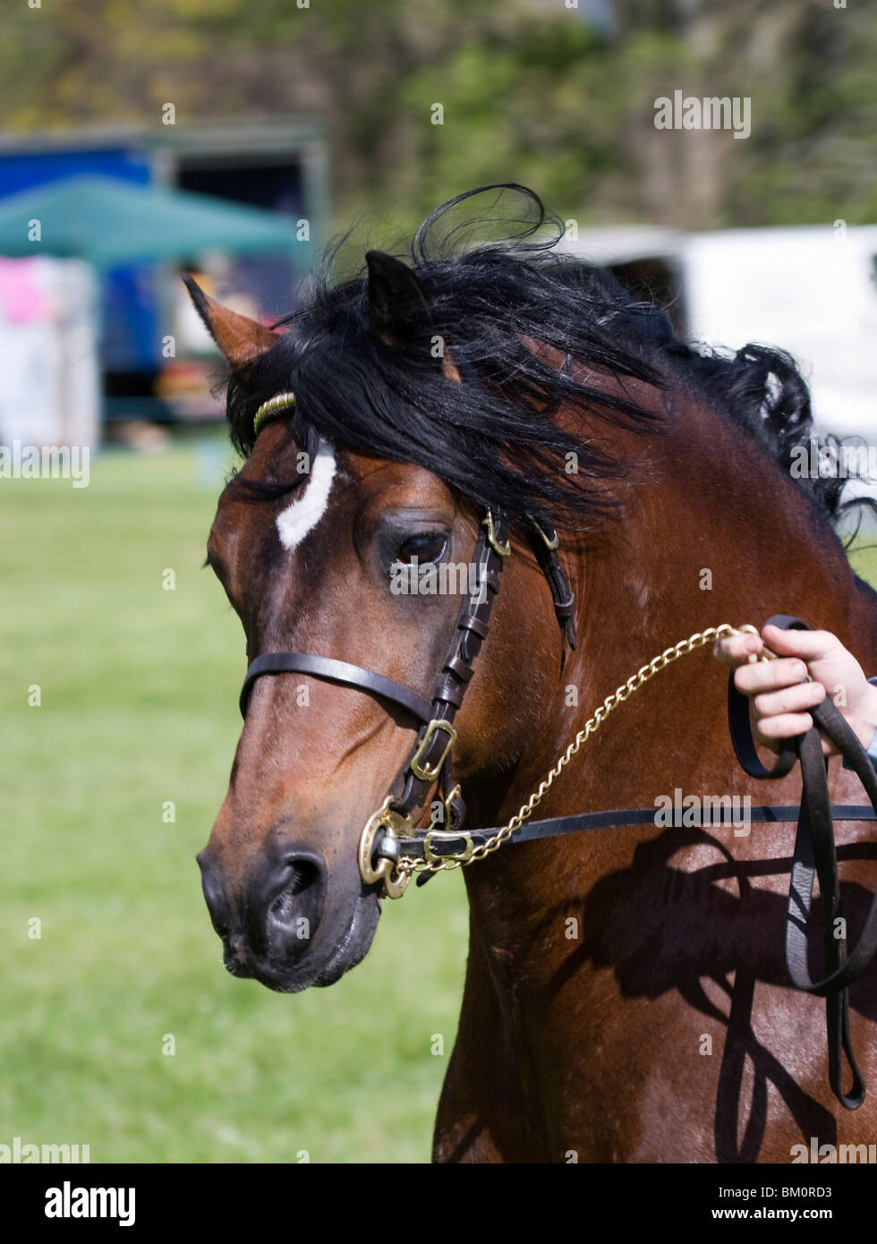 Welsh Pony Section D High Resolution Stock Photography and Images - Alamy