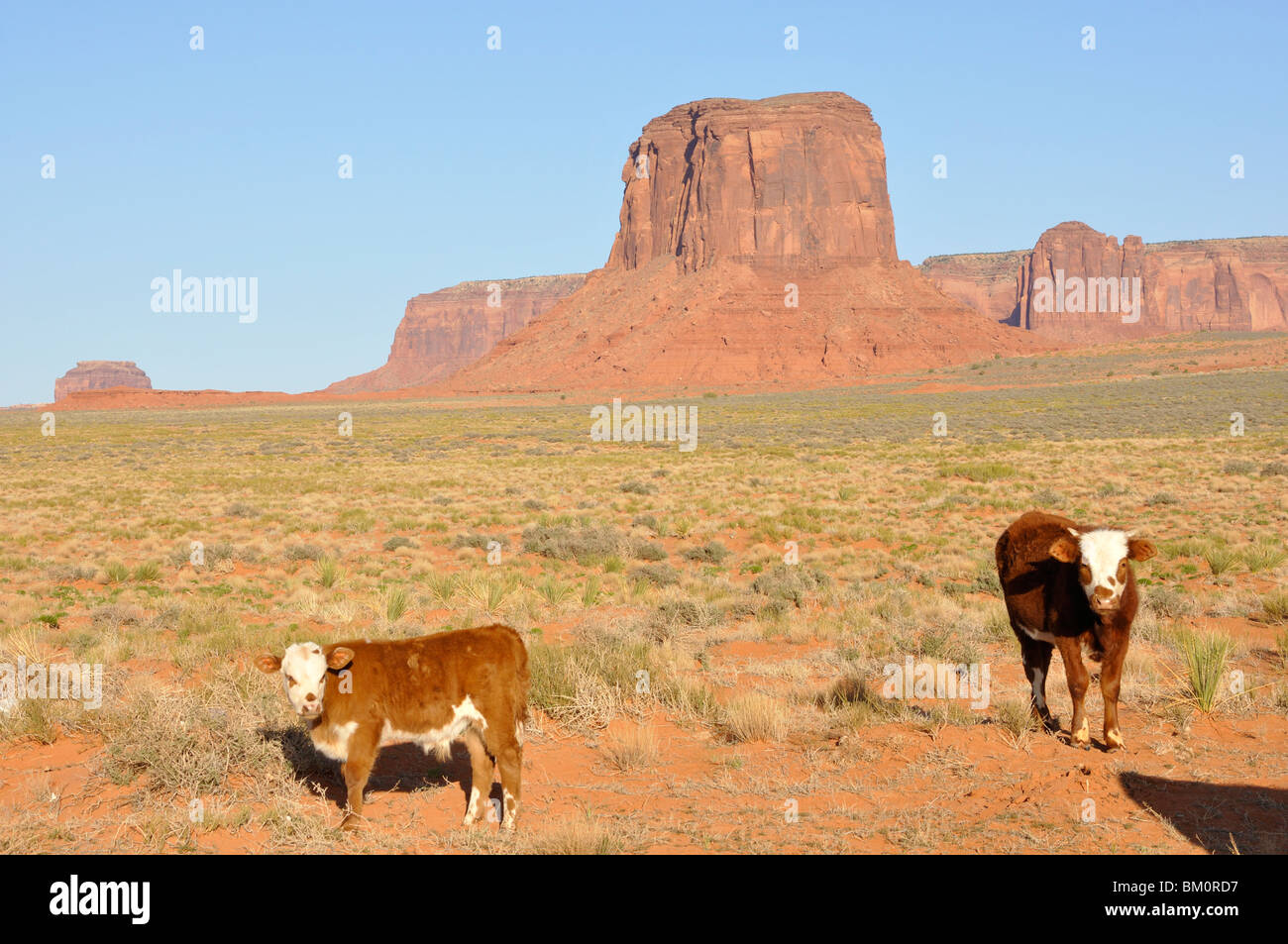 Cow Cows Monument Valley High Resolution Stock Photography and Images ...