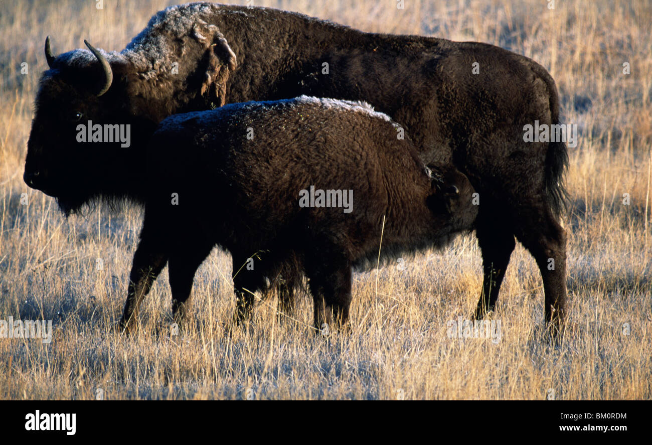 Female American bison (Bison bison) feeding its calf, Yellowstone ...