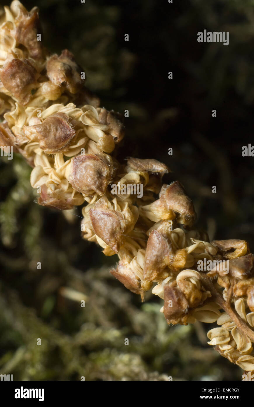 Birch seeds hi-res stock photography and images - Alamy