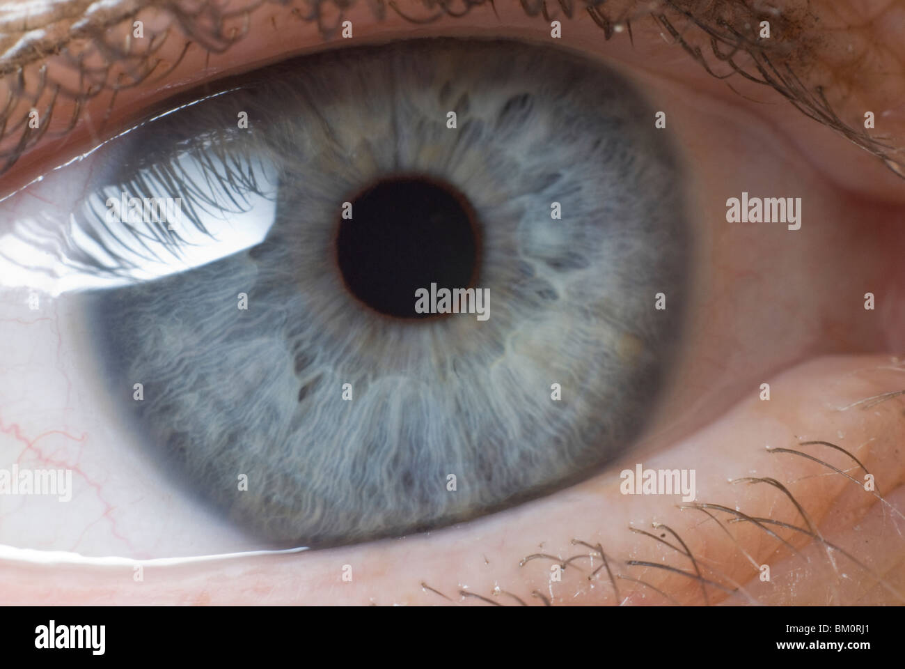 Macro of female grey eye Stock Photo - Alamy