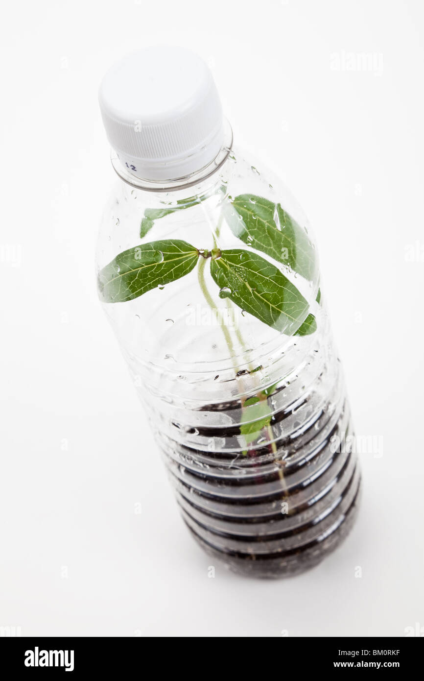 plastic bottle and Sprout with white background Stock Photo - Alamy