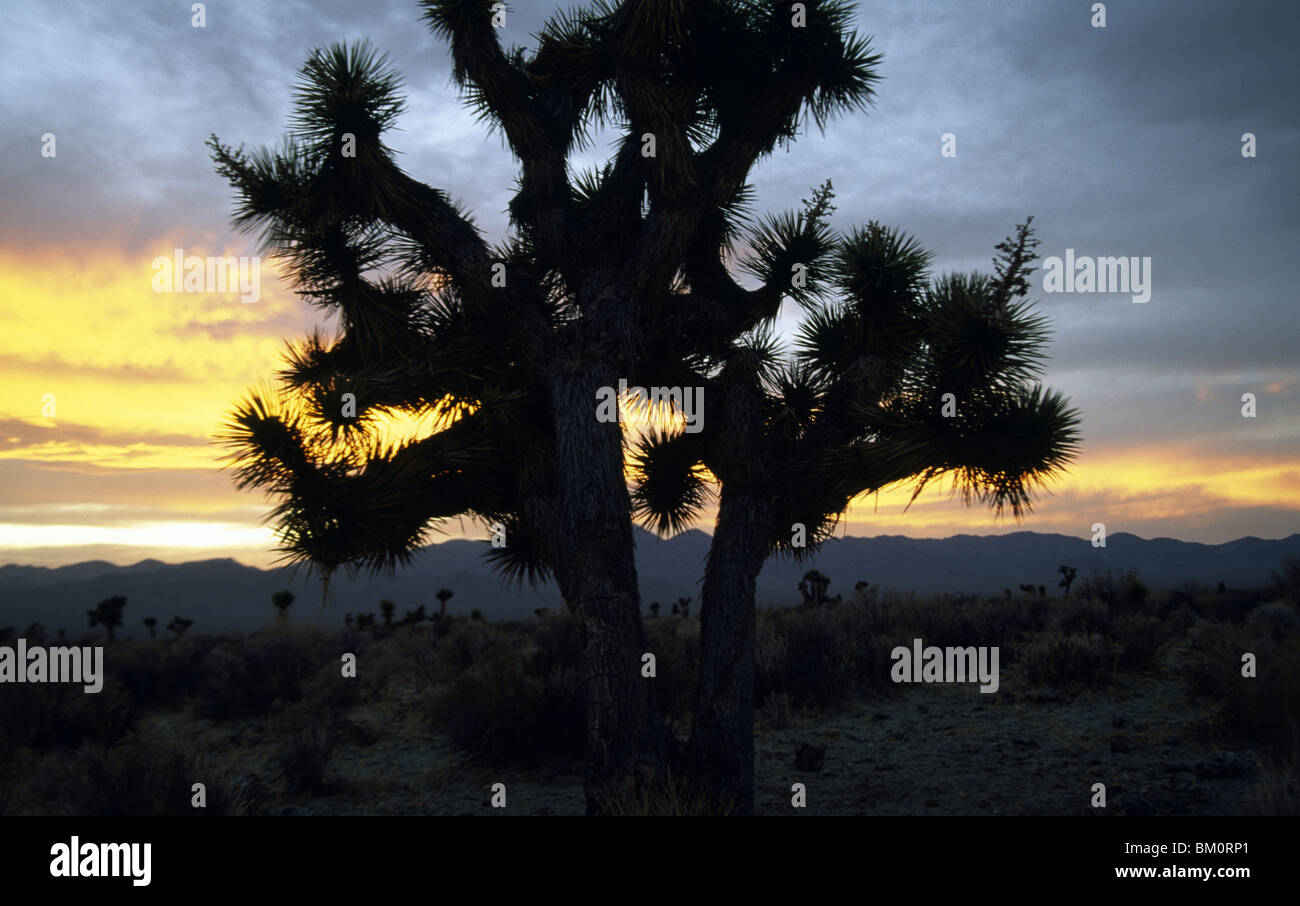 Yucca brevifolia branch hi-res stock photography and images - Alamy