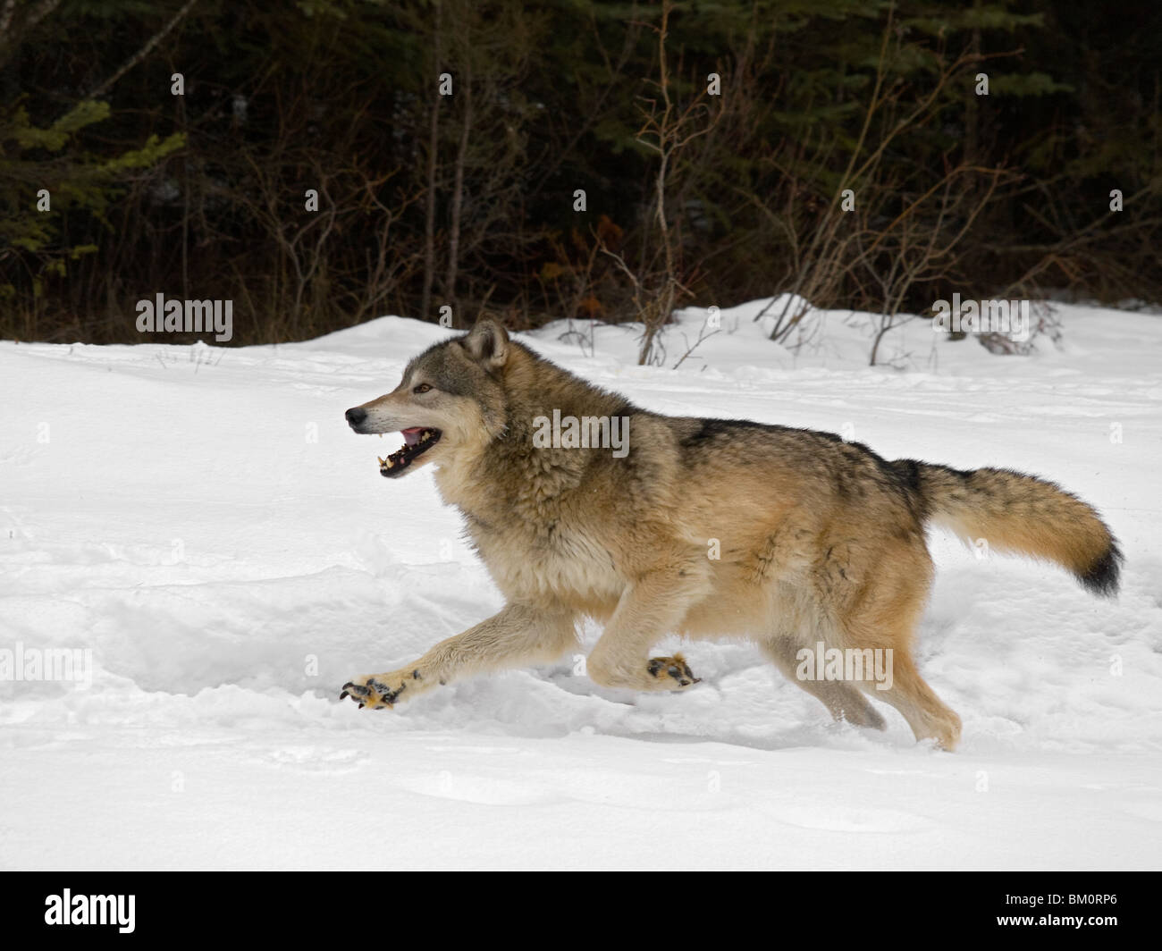 wolf running though snow Stock Photo - Alamy