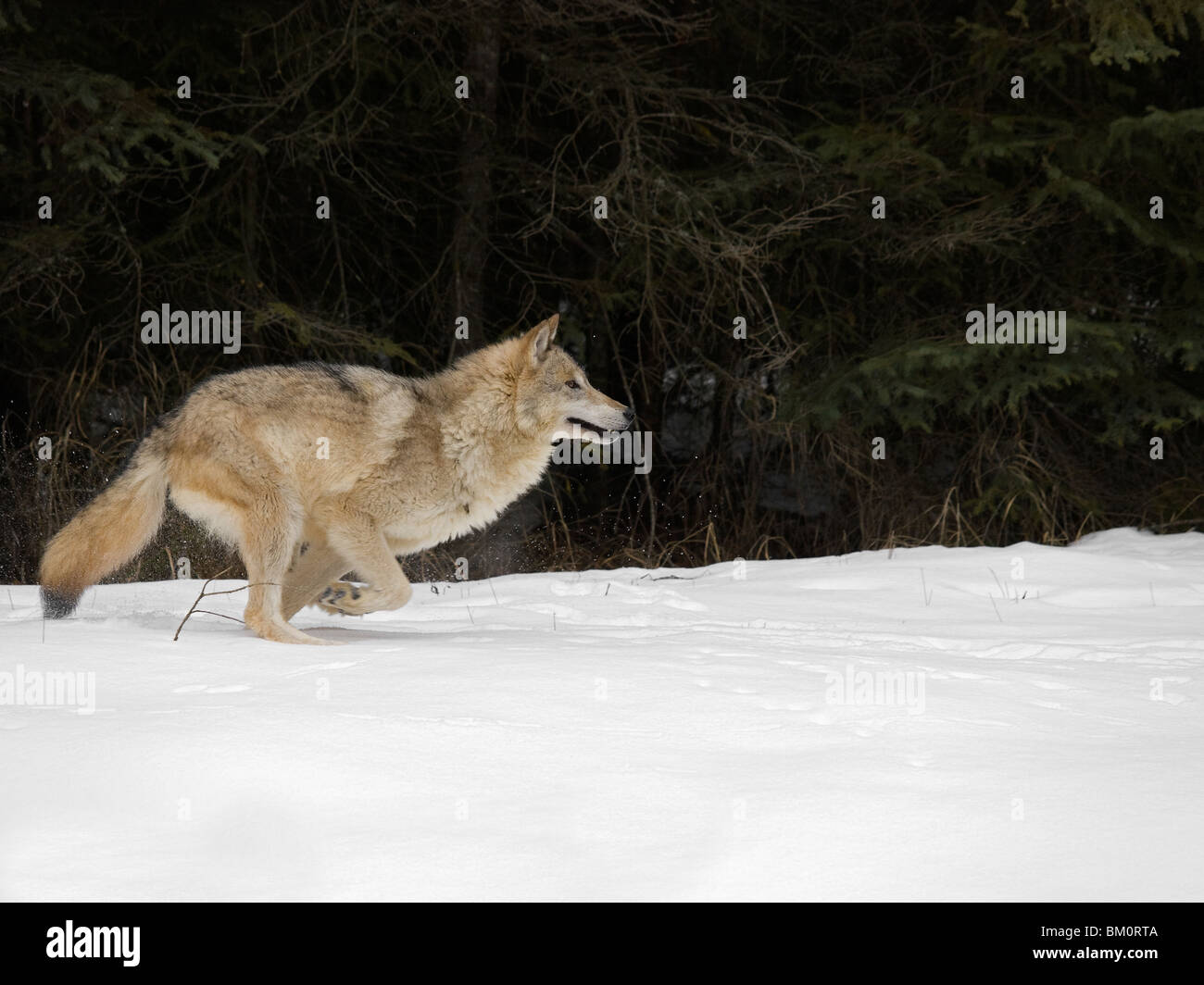 Wolf running through snow Stock Photo - Alamy