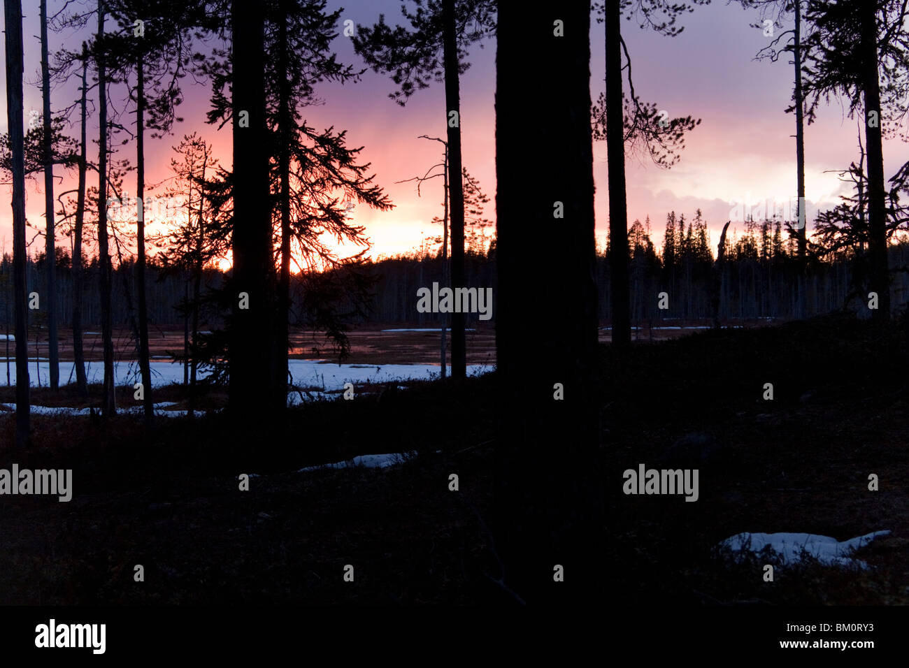 Boreal Wildlife center sunset Stock Photo - Alamy