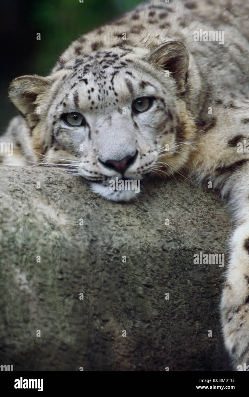Snow leopard lying down on hi-res stock photography and images - Alamy