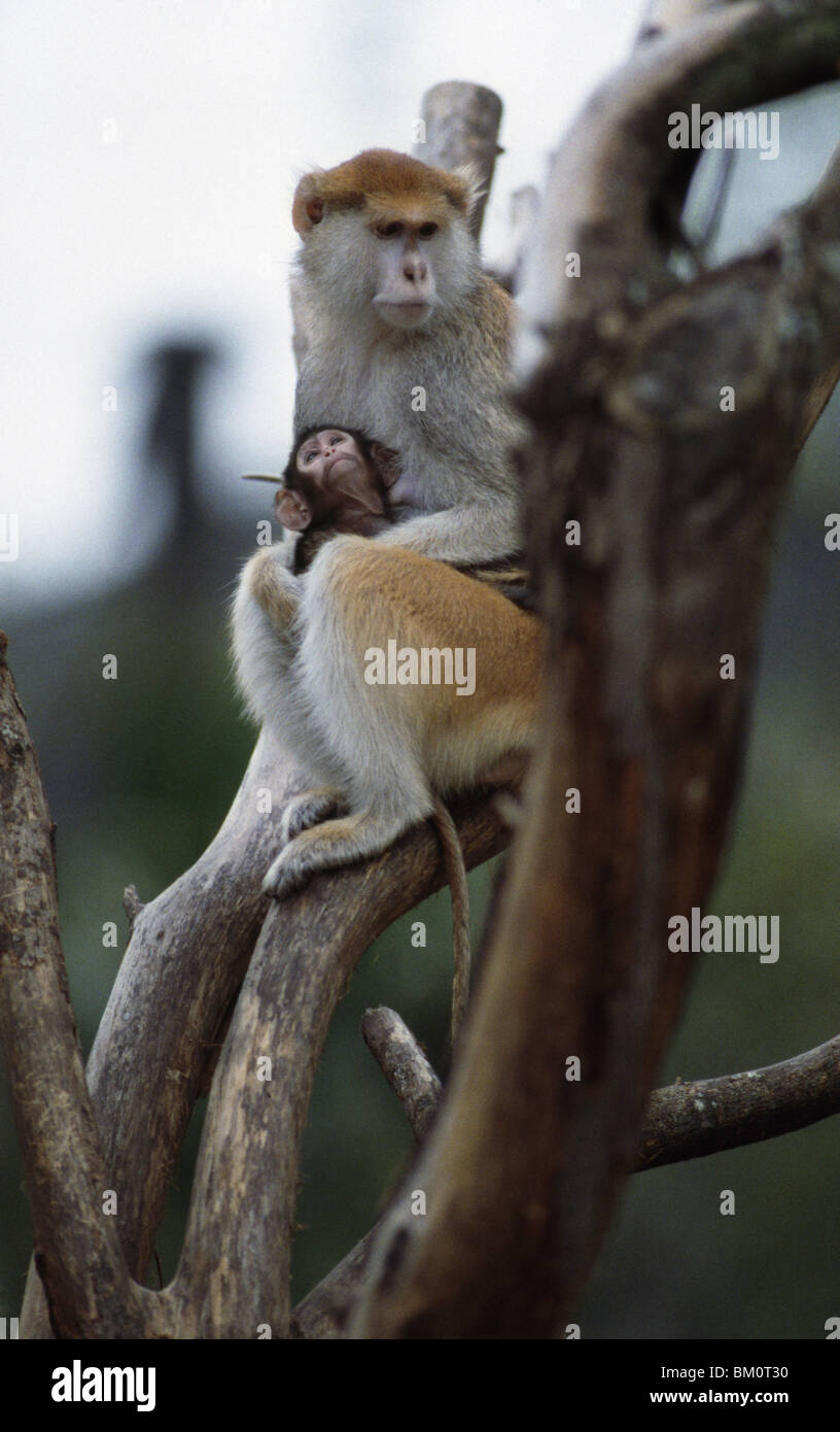 Female patas monkey hi-res stock photography and images - Alamy