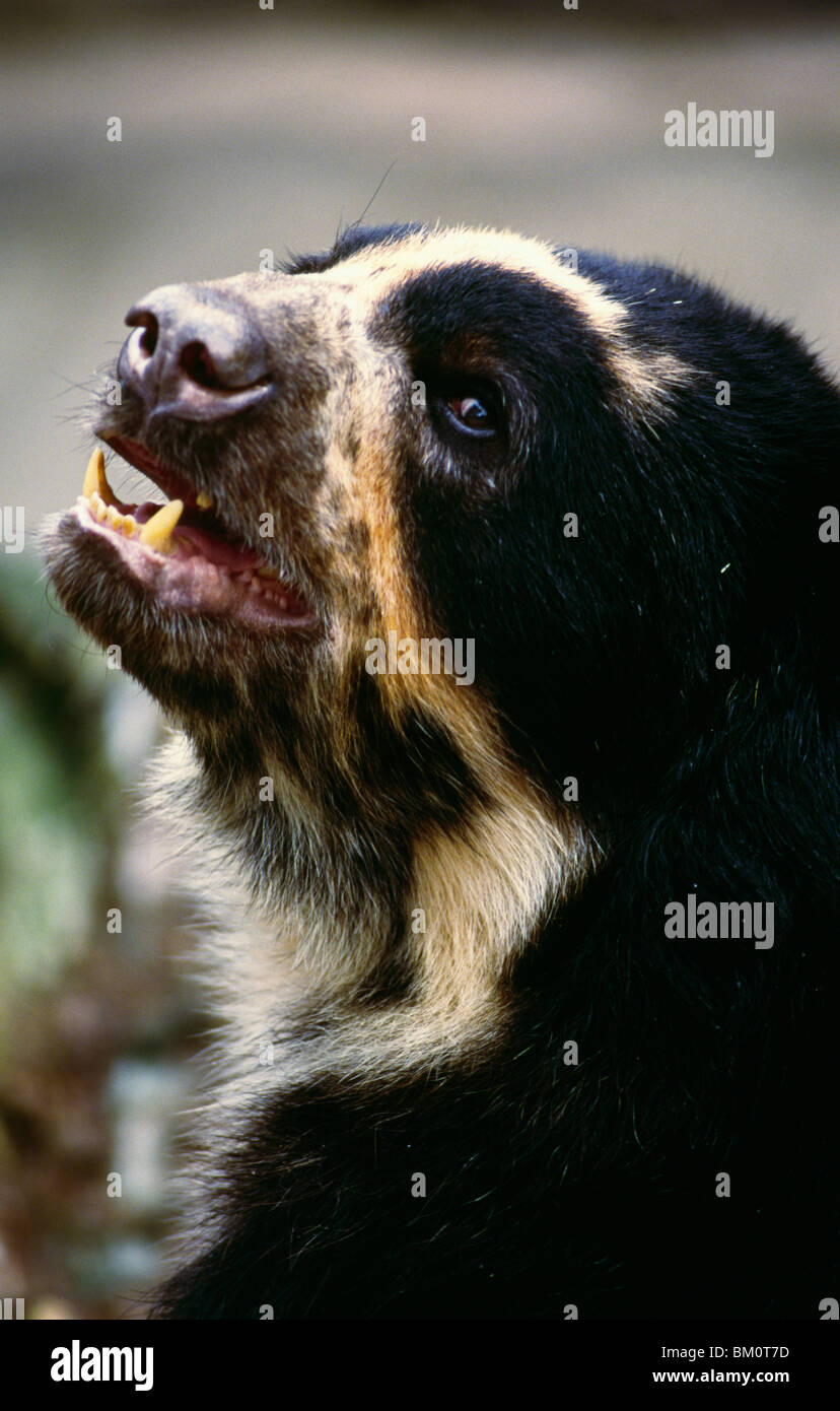 Spectacled bear in the wild hi-res stock photography and images - Alamy