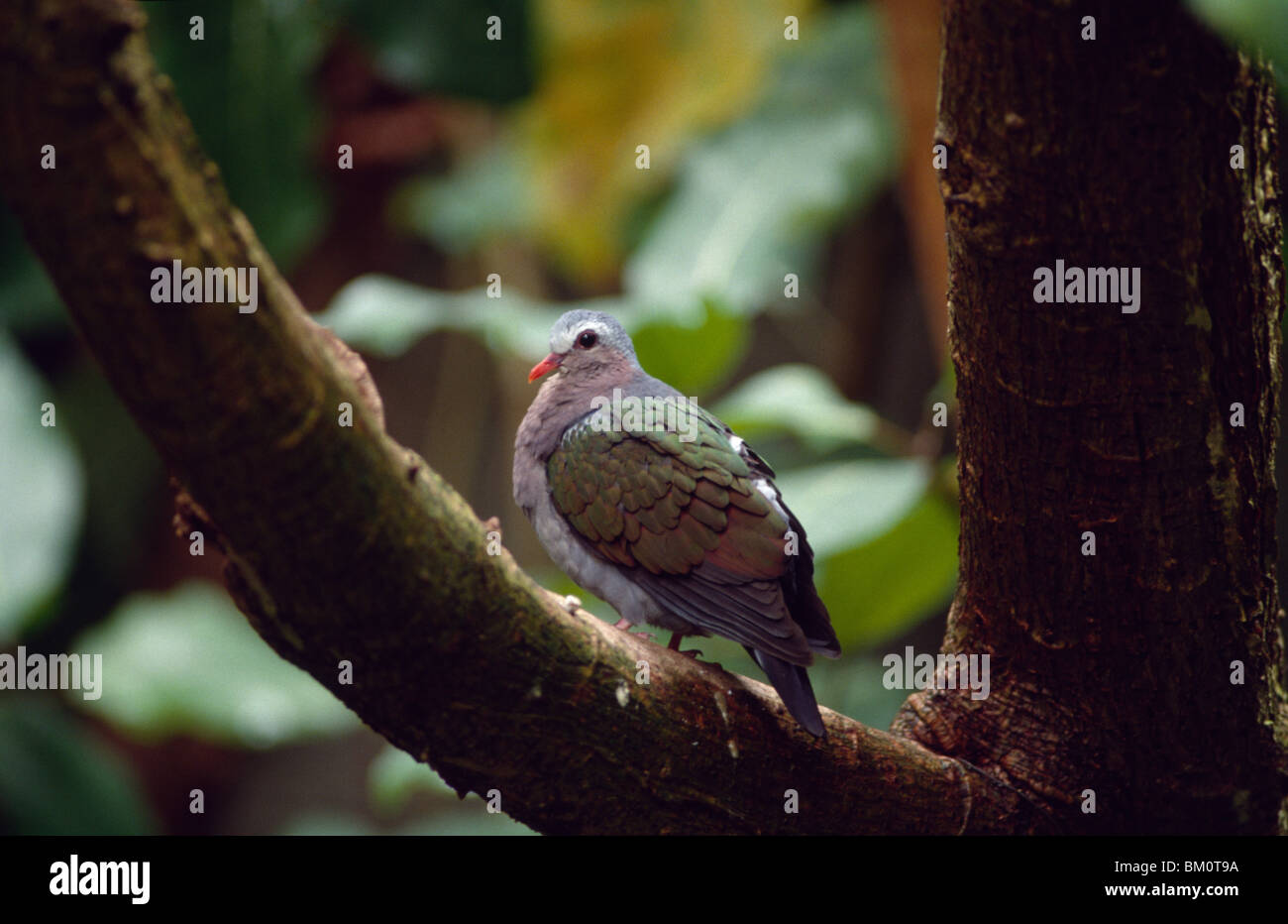 Luzon Bleeding-Heart (Gallicolumba luzonica) perching on a branch Stock ...