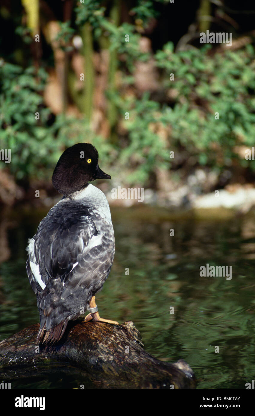 Duck in rock on hi-res stock photography and images - Alamy