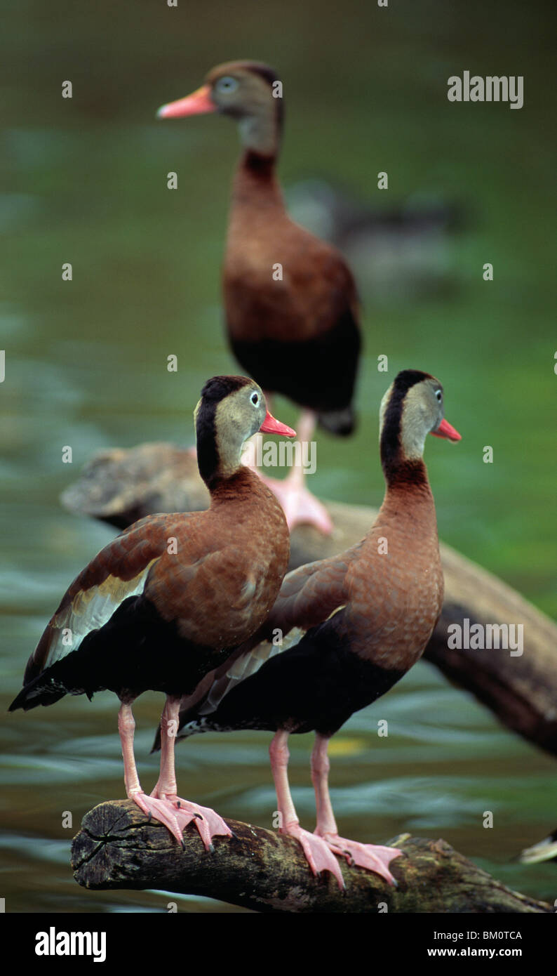 Ducks perching on branches Stock Photo - Alamy