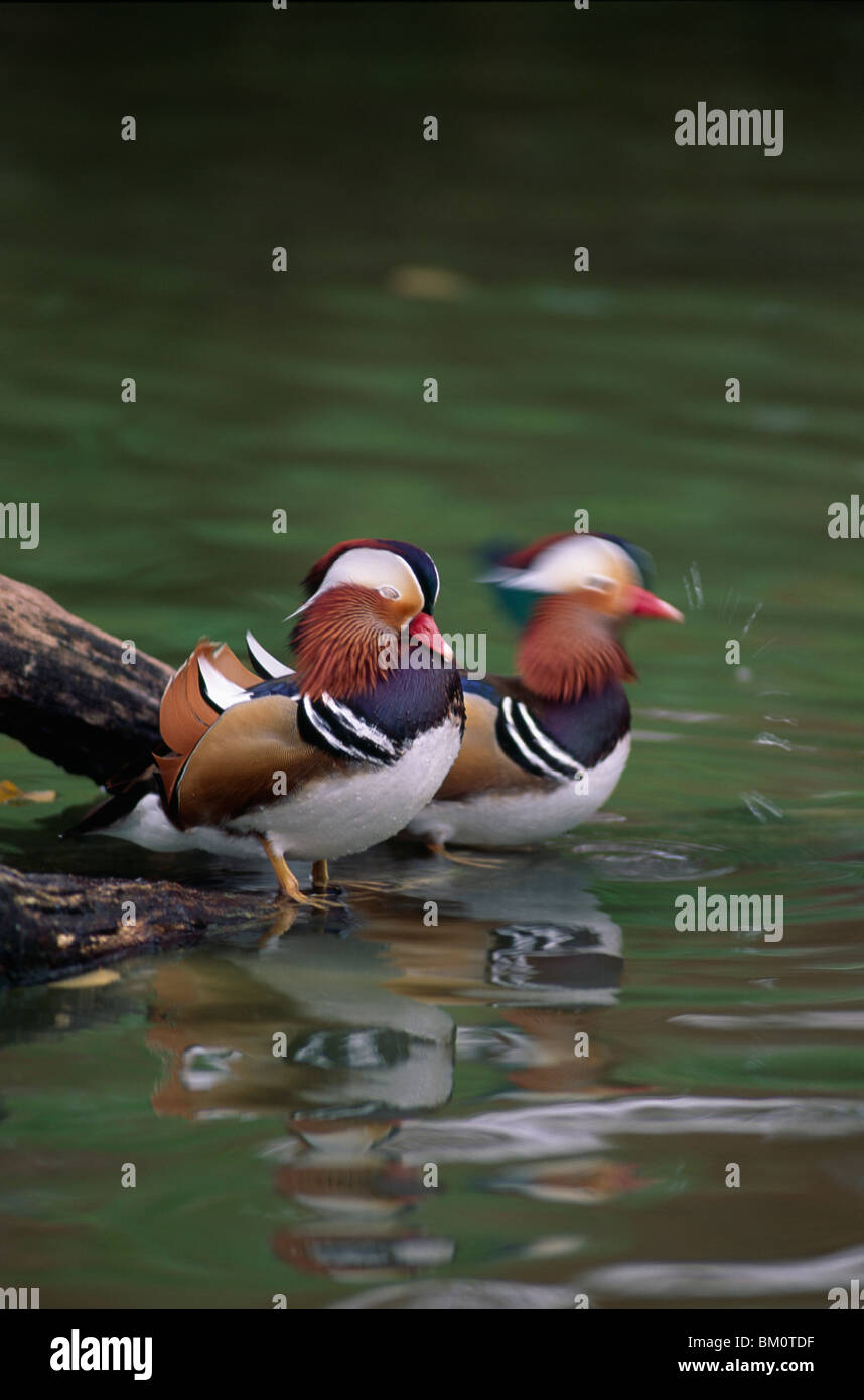 Two male wood ducks hi-res stock photography and images - Alamy