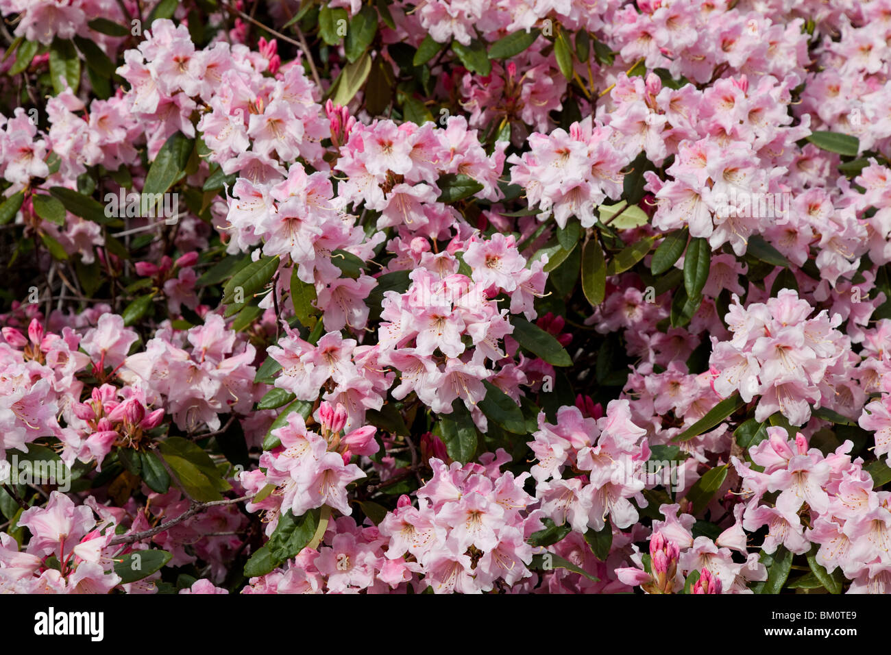 Blossoming Pink Azalea for background Stock Photo - Alamy