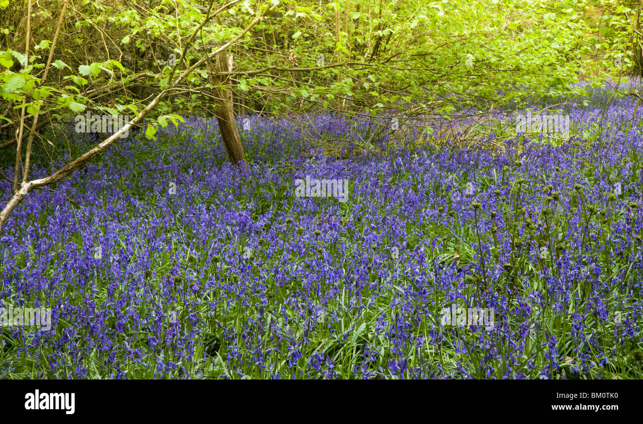 Spring flowers surrey hi-res stock photography and images - Alamy