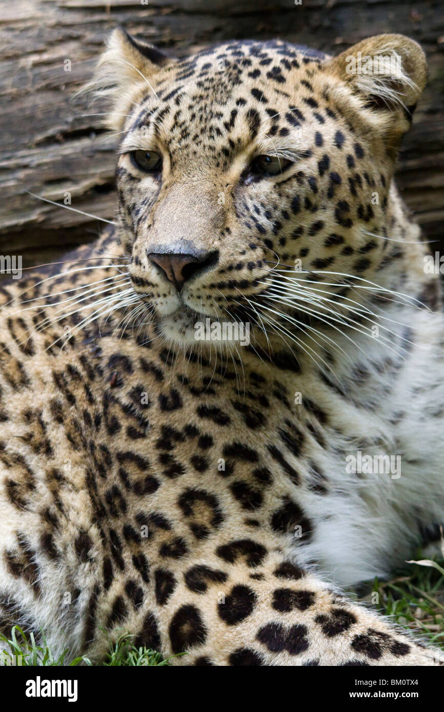 Persian leopard iranian panther hi-res stock photography and images - Alamy
