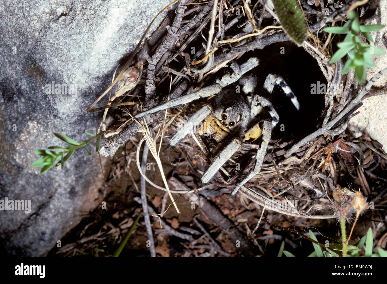 Wolf spider lycosa narbonensis hi-res stock photography and images - Alamy