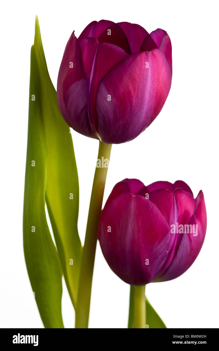 Two tulips on white Stock Photo - Alamy
