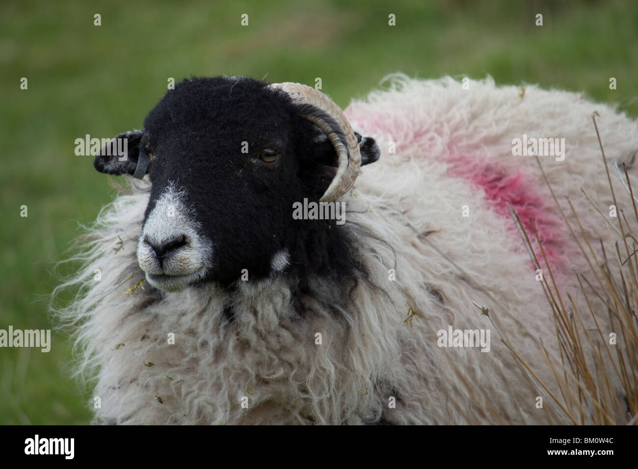 What to see in the yorkshire dales hi-res stock photography and images ...