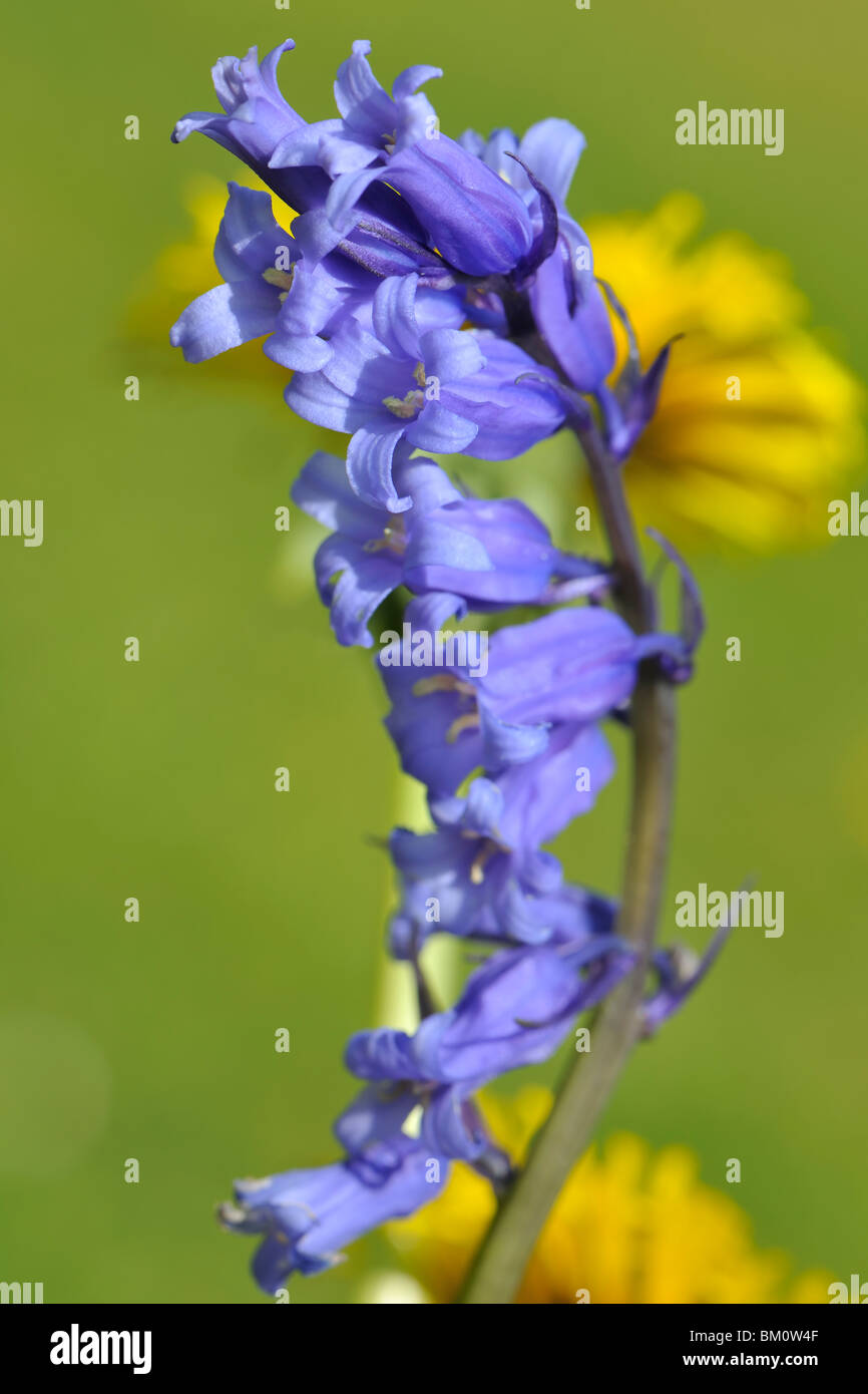 Bluebell hi-res stock photography and images - Alamy