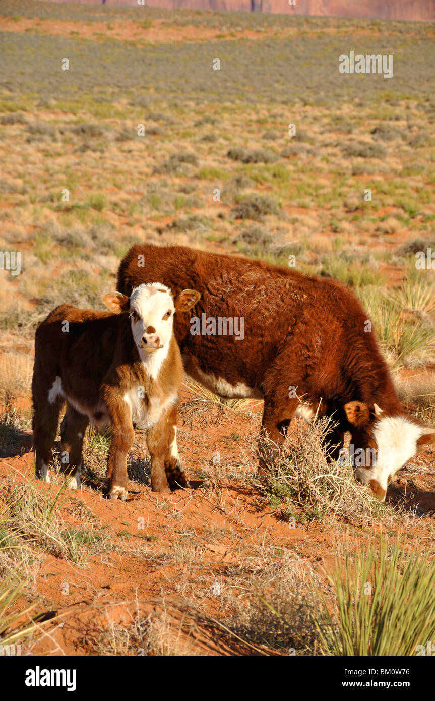 Cow cows monument valley hi-res stock photography and images - Alamy