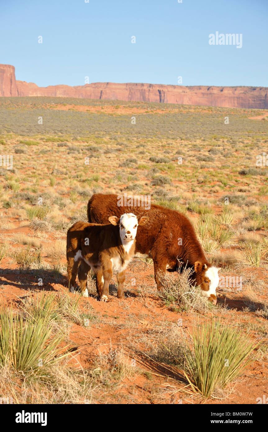 Indian's cows in Monument Valley, Utah, USA Stock Photo - Alamy