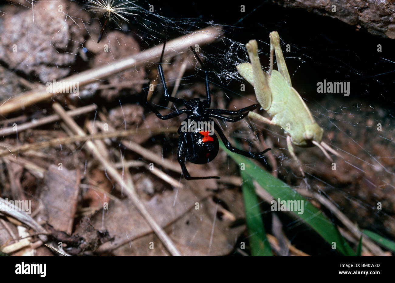 Southern Black Widow High Resolution Stock Photography and Images - Alamy