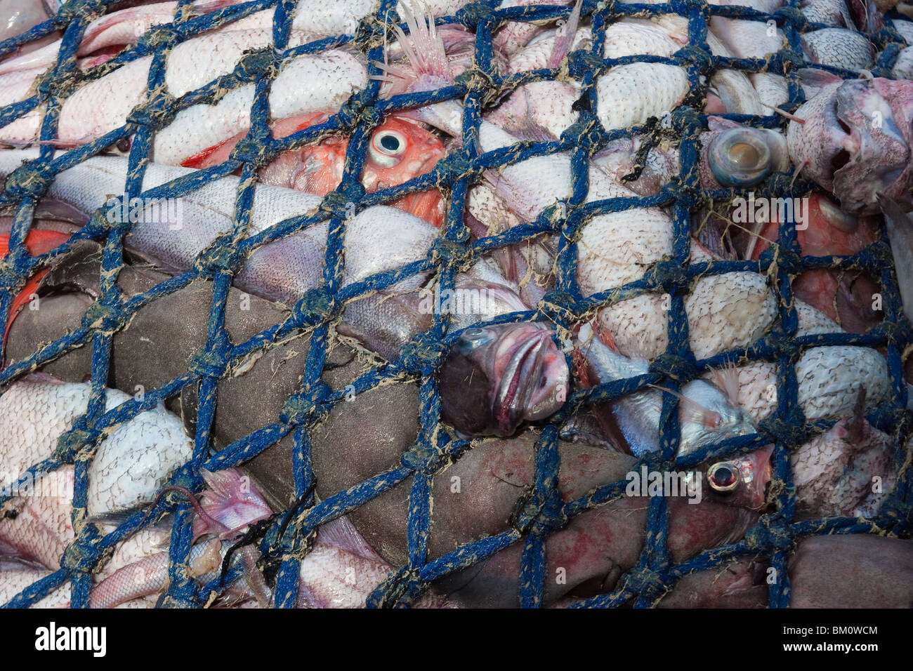 Catch from a deep-sea trawl, including Orange Roughy Stock Photo - Alamy