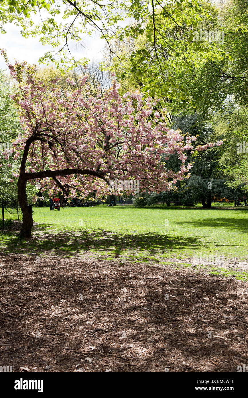 twisted cherry tree loaded with backlit clusters of pink blossoms ...