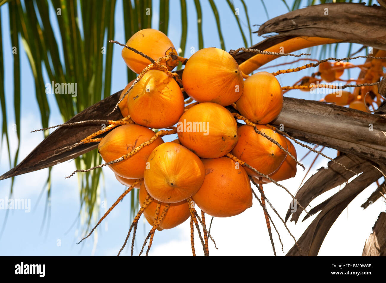 Coconut tree samoa hi-res stock photography and images - Alamy