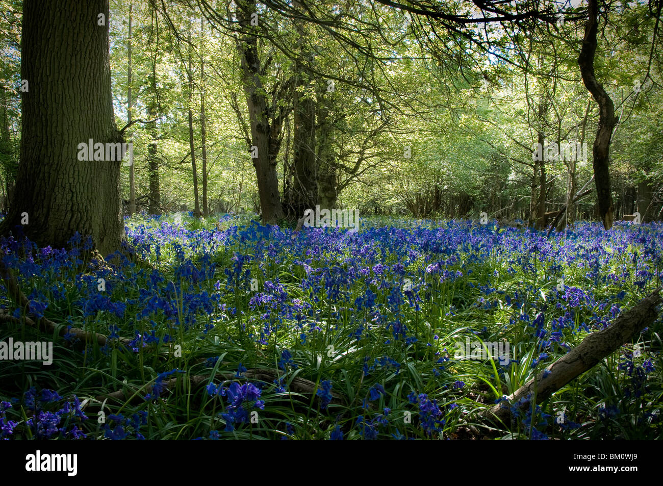 English bluebell woods hi-res stock photography and images - Alamy