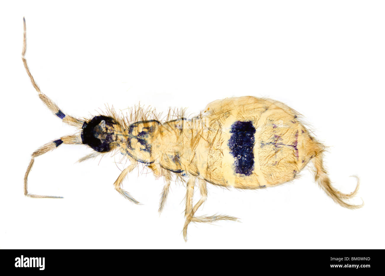 Springtail hi-res stock photography and images - Alamy