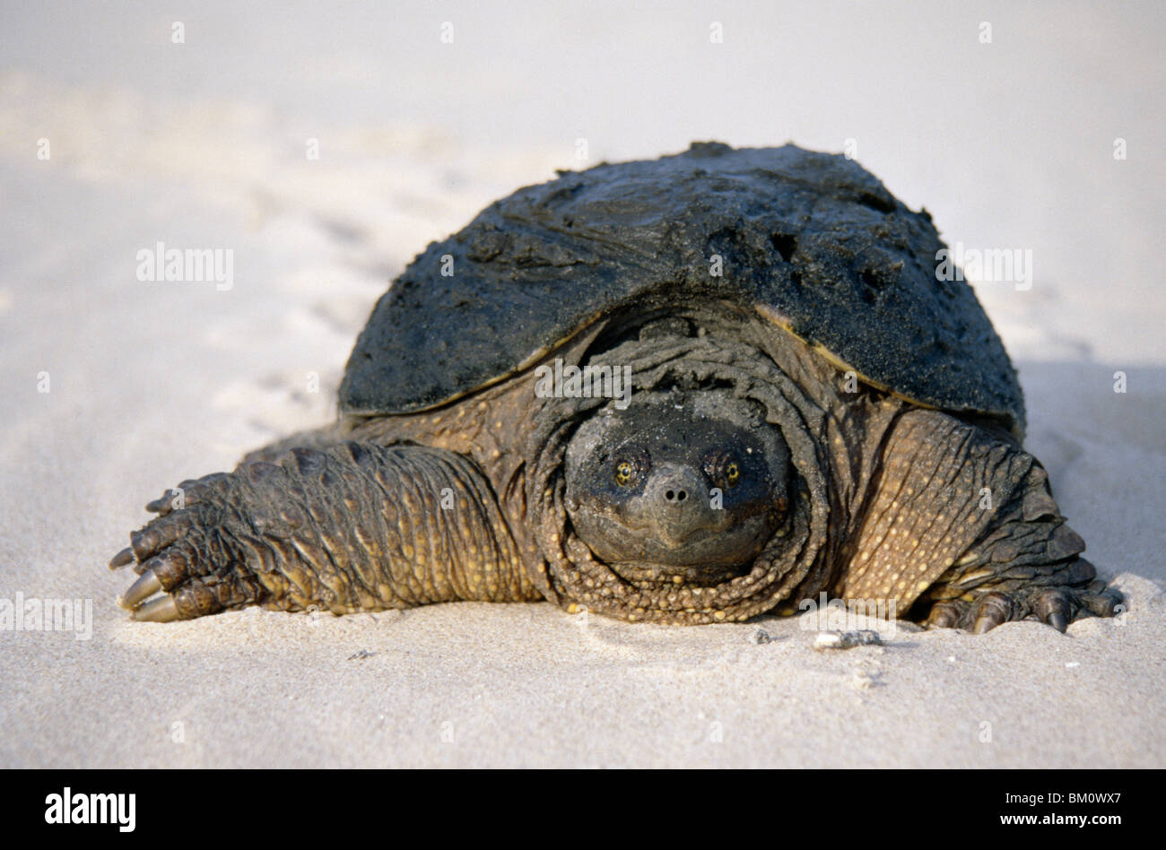Freshwater amphibian hi-res stock photography and images - Alamy