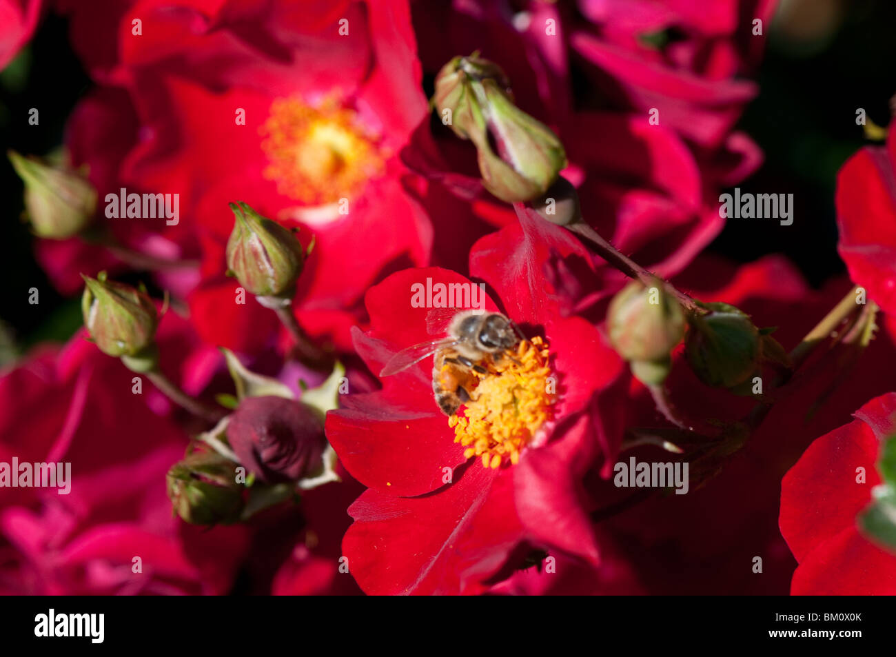 Honey Bees On Red Flowers