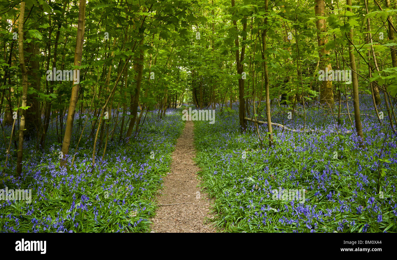 Bluebell wood in spring Stock Photo - Alamy