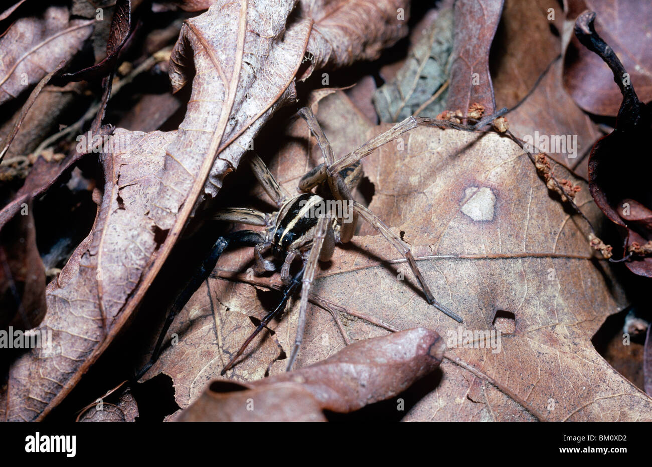 Wolf spider (Lycosa punctulata: Lycosidae) on the forest floor at night ...