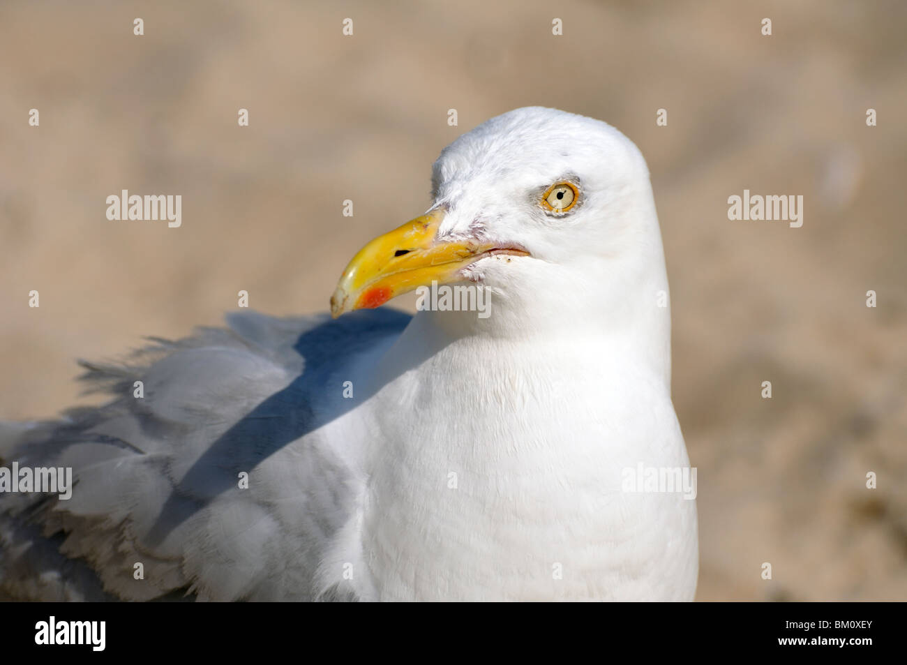 Seagull head hi-res stock photography and images - Alamy