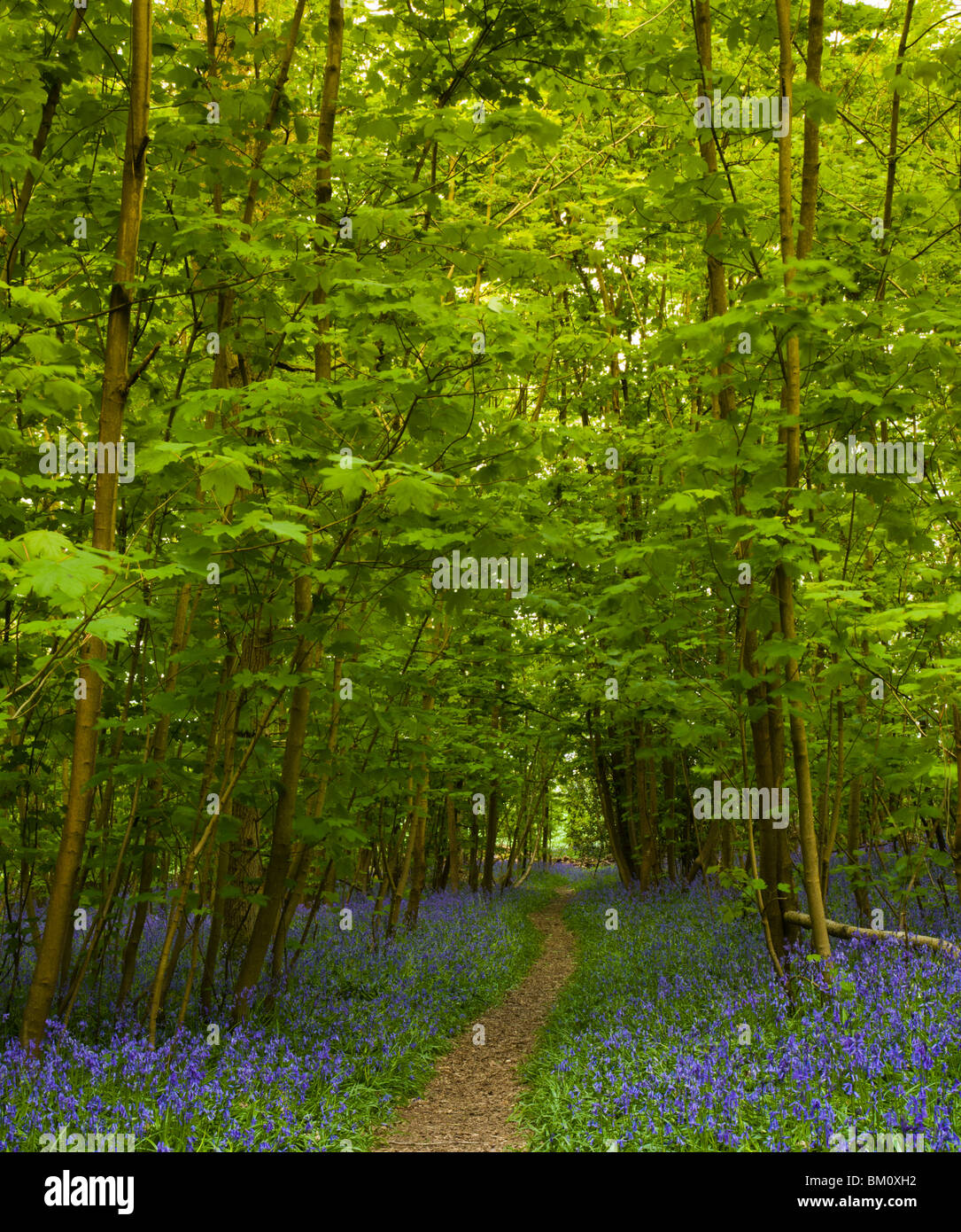 Bluebell wood in spring Stock Photo - Alamy