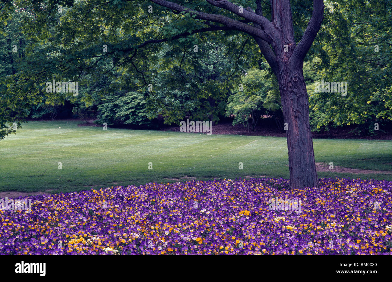 Flowers blooming in a botanical garden, Cantigny Park, Wheaton ...