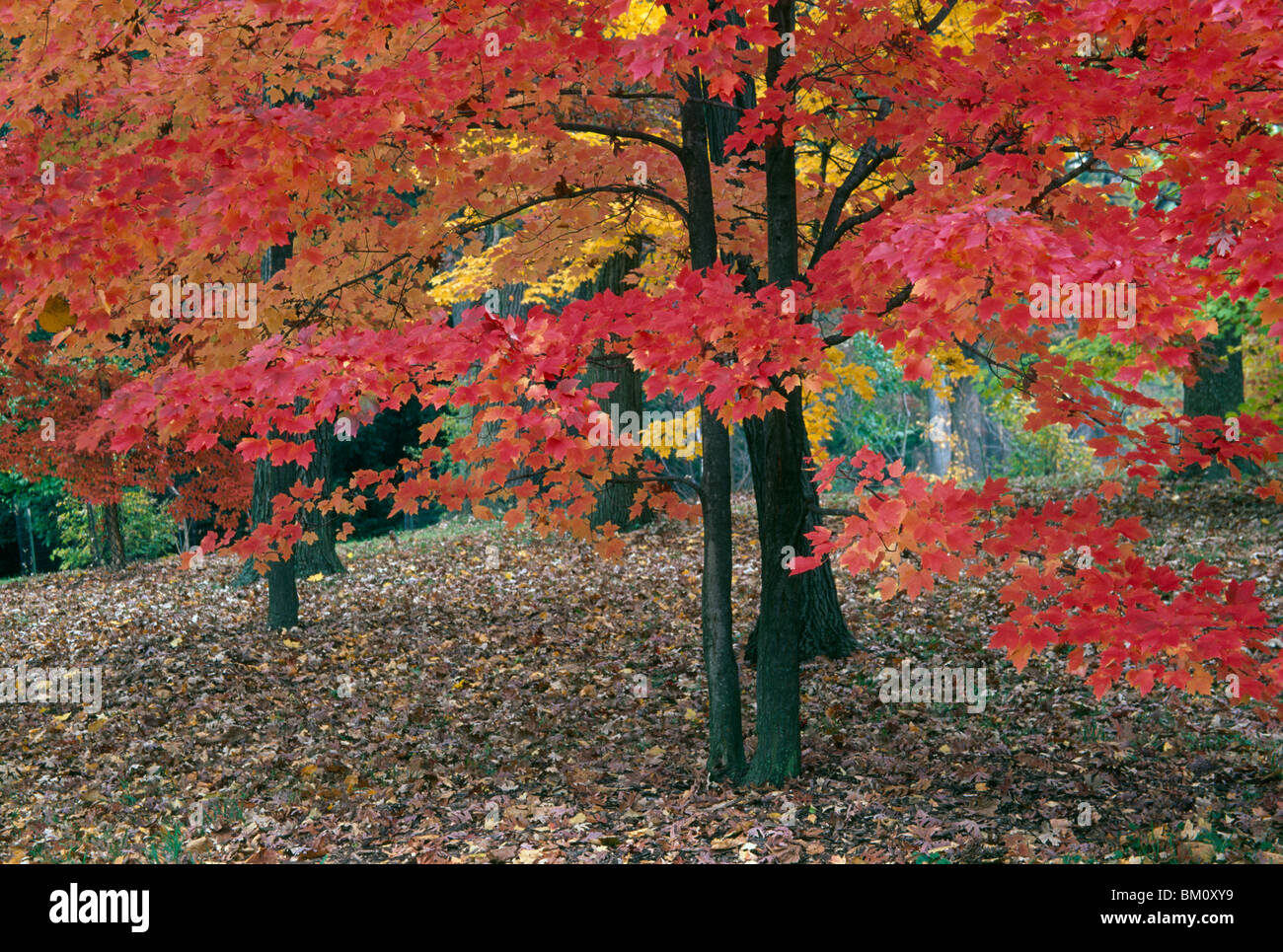 Maple trees in autumn Stock Photo - Alamy