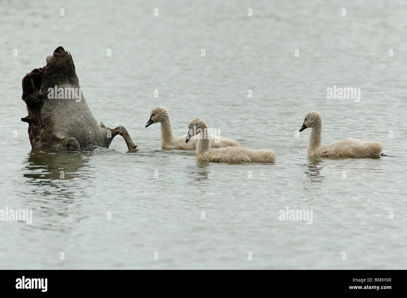 Feeding swan hi-res stock photography and images - Alamy