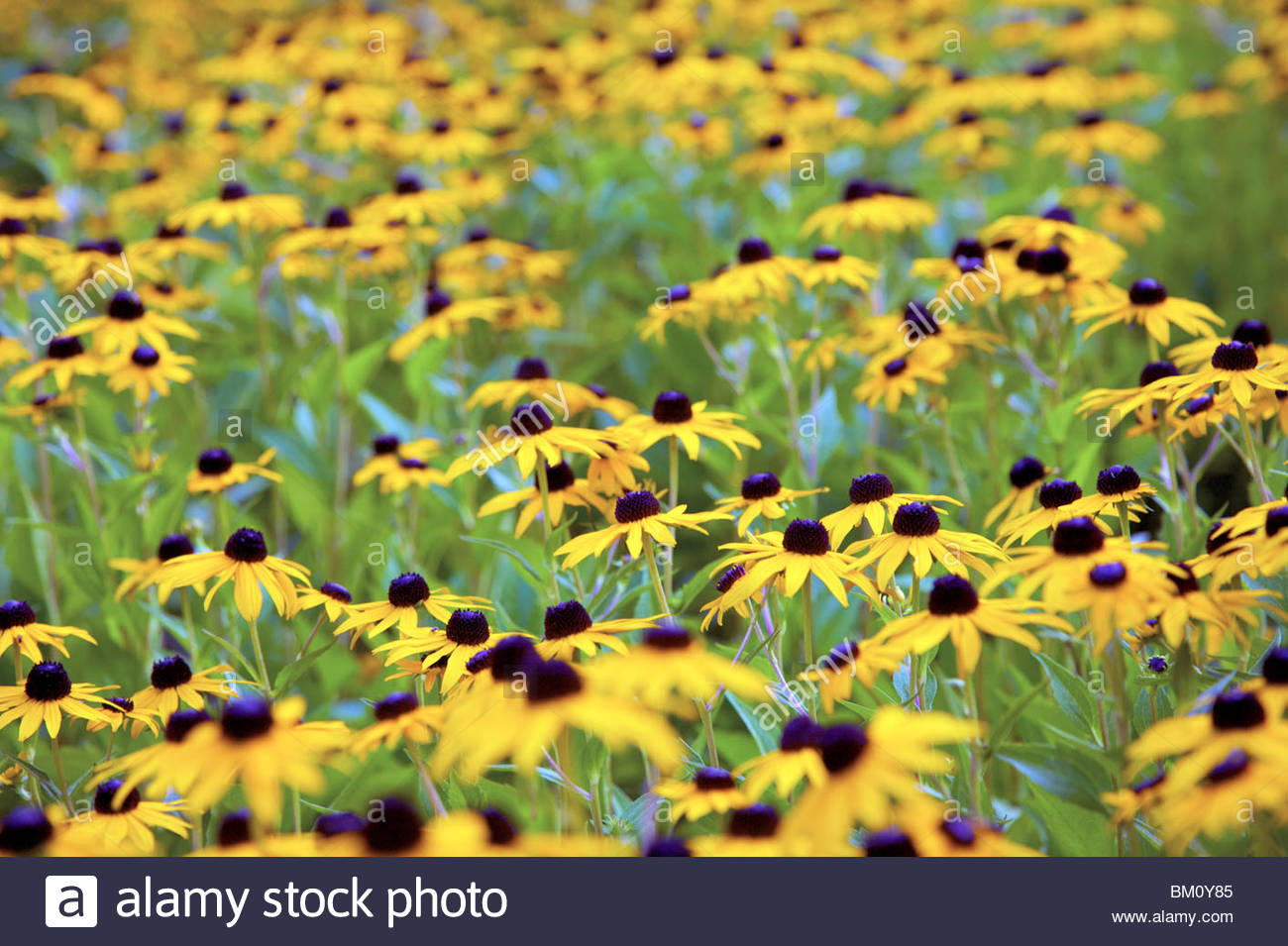Black Eyed Susans High Resolution Stock Photography and Images - Alamy