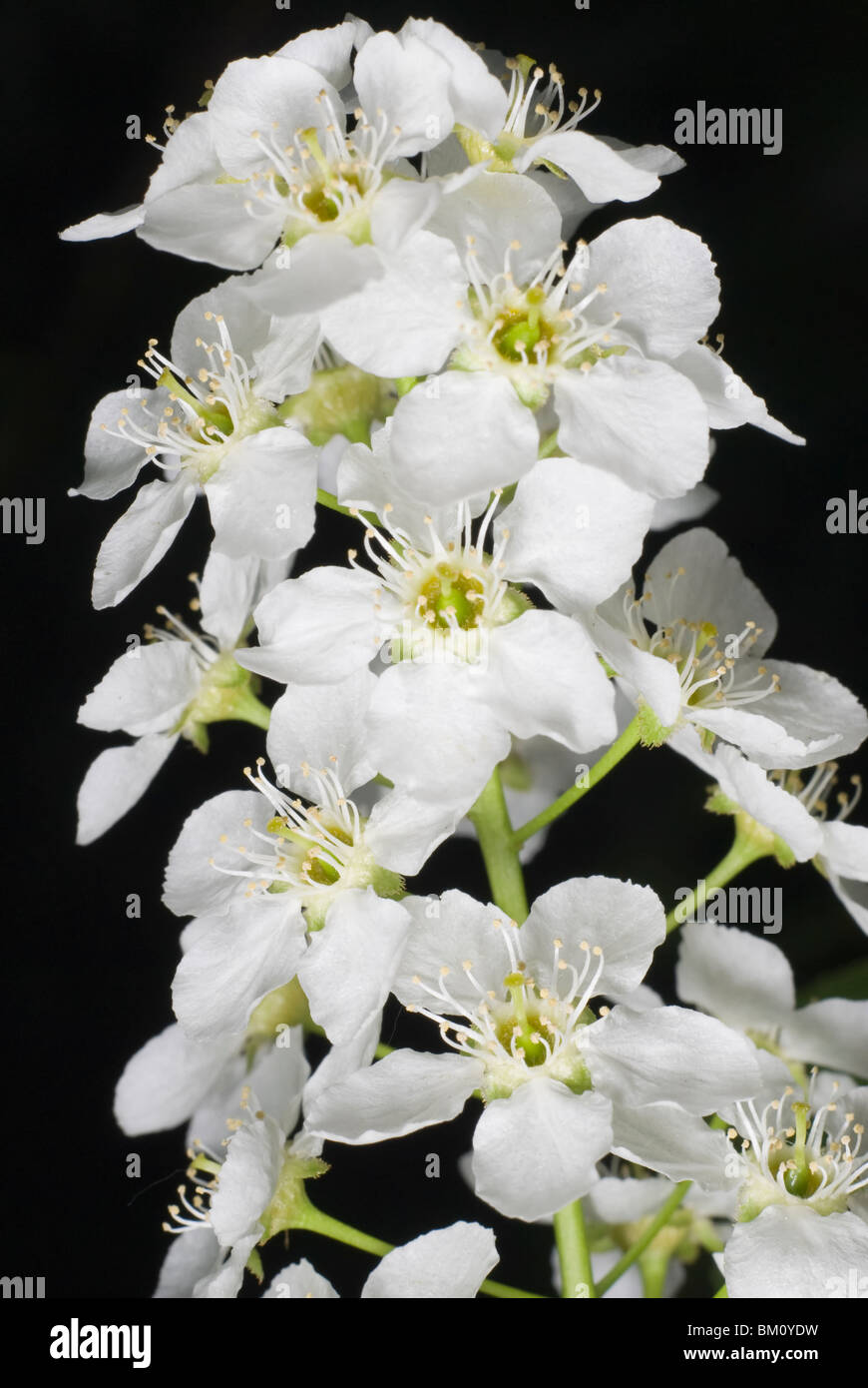 Bird cherry hi-res stock photography and images - Alamy