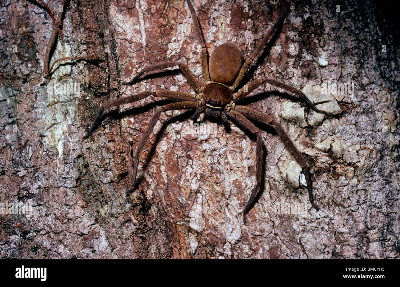 Domestic huntsman spider (Heteropoda venatoria: Sparassidae) on a tree ...