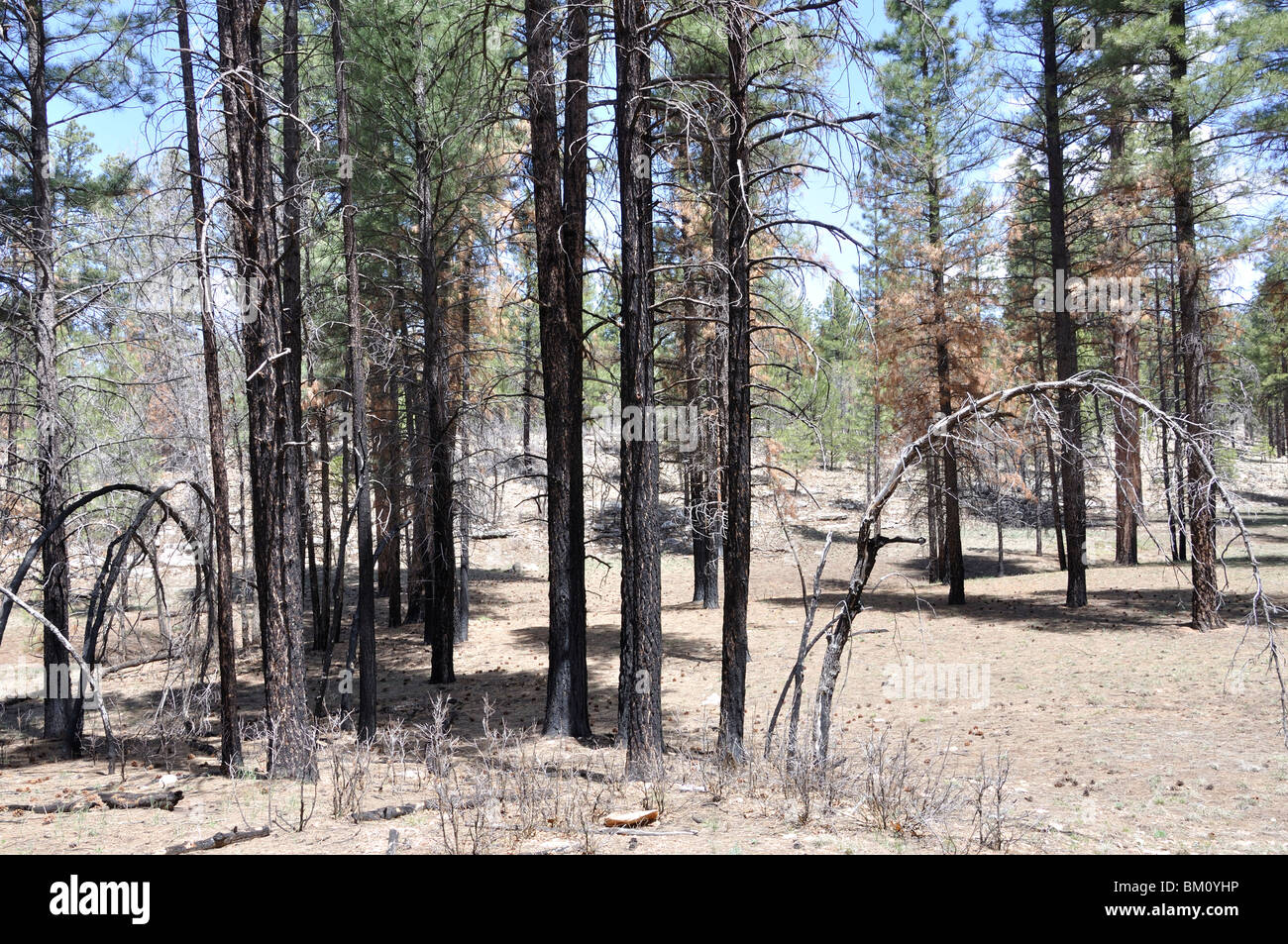 Forest, damaged by fire. Grand Canyon, Arizona, USA Stock Photo - Alamy