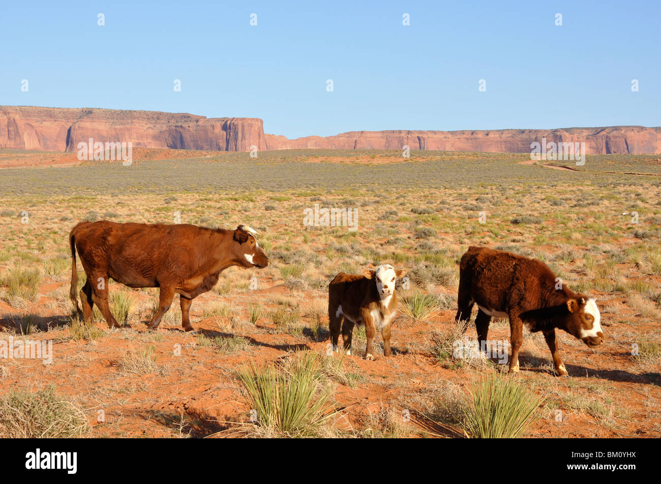Cow Cows Monument Valley High Resolution Stock Photography and Images ...