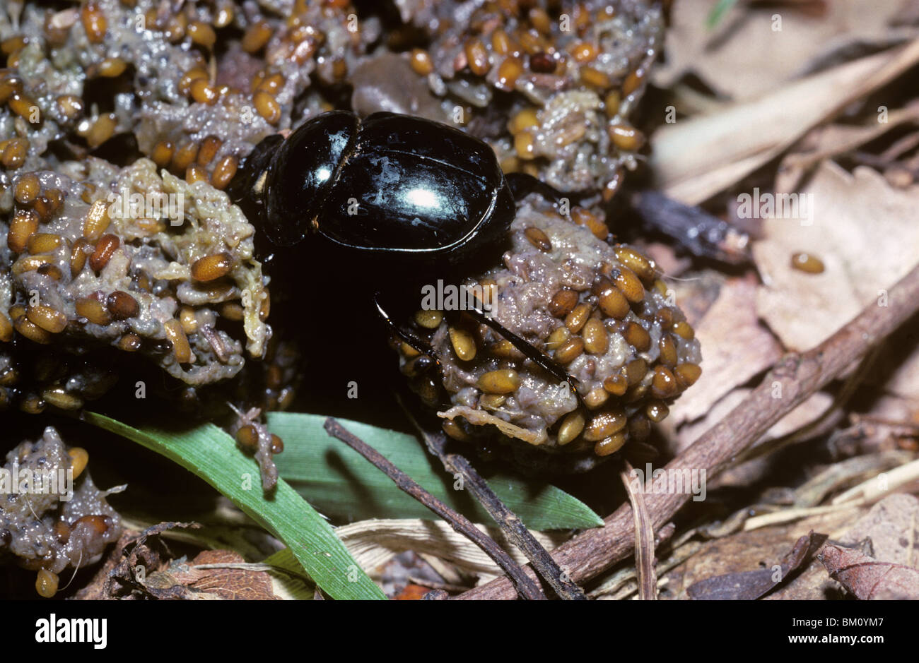 Scarabaeidae Dung Beetles