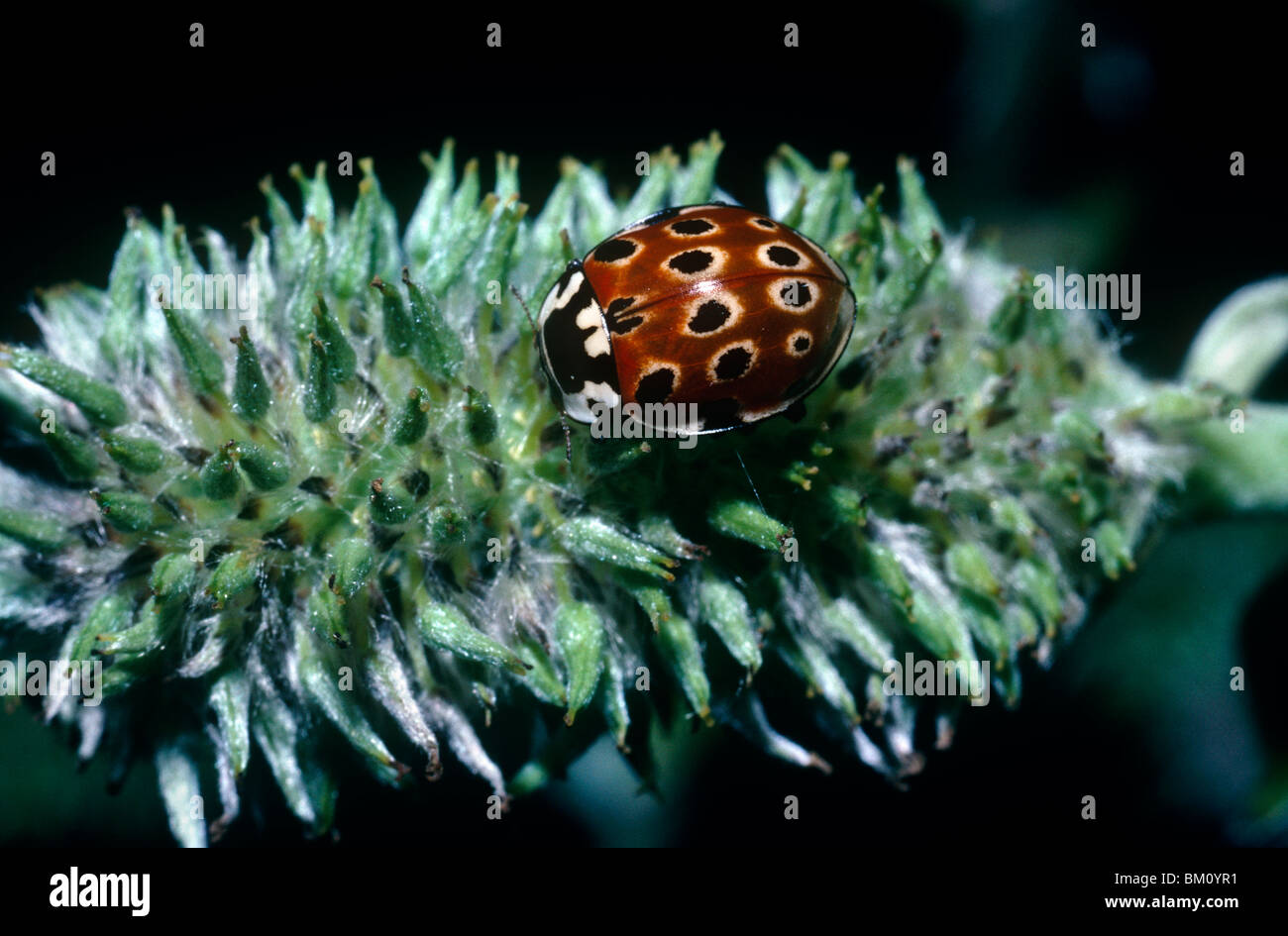 Eyed ladybird (Anatis ocellata: Coccinellidae) overwintered adult on a ...