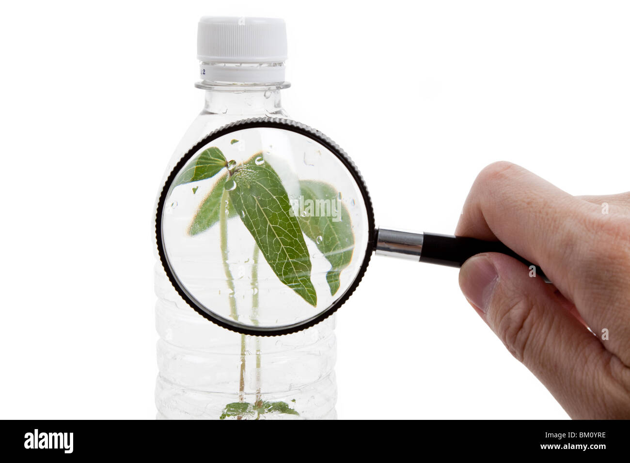 plastic bottle and Sprout with white background Stock Photo - Alamy