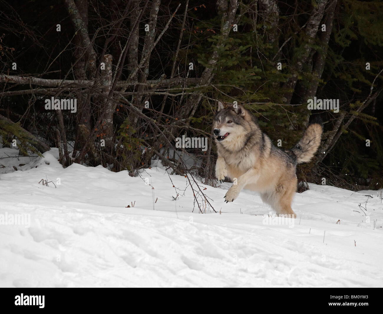 wolf running though snow Stock Photo - Alamy